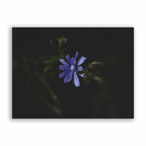 Постер цветы на бумаге / Василёк / Размер 40 x 53 см