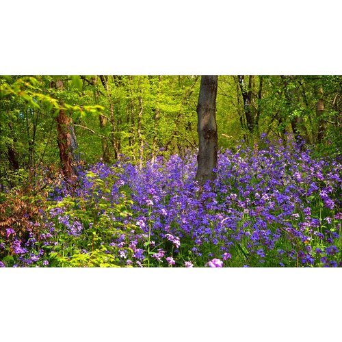 Картина на холсте 60x110 LinxOne "Весна Цветочки Forest Лес" интерьерная для дома / на стену / на кухню / с подрамником