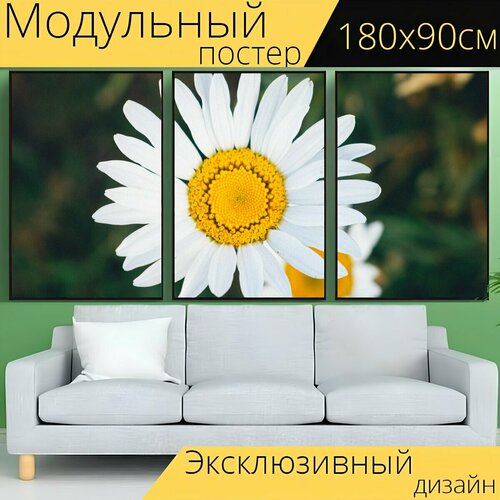 Модульный постер "Цветок ромашка, желтый, завод" 180 x 90 см. для интерьера
