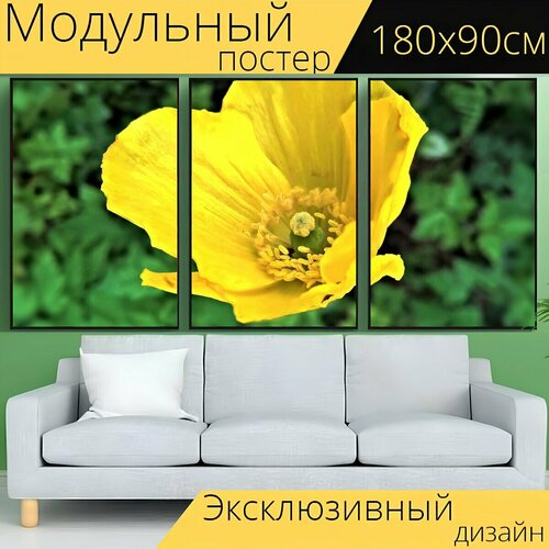 Модульный постер "Цветок, мак, полевой цветок" 180 x 90 см. для интерьера