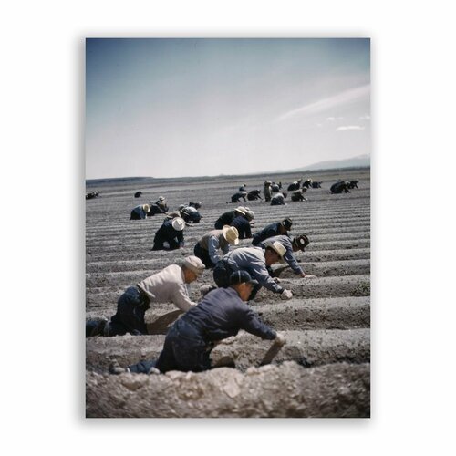 Постер, плакат на бумаге / Ретро фотографии американских рабочих - Фермер / Размер 30 x 40 см