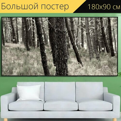 Большой постер "Сосны, деревья, лаять" 180 x 90 см. для интерьера
