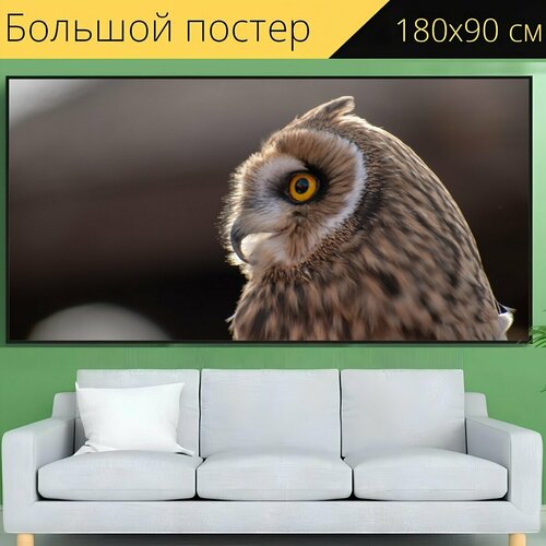 Большой постер "Сова, хищник, птица" 180 x 90 см. для интерьера