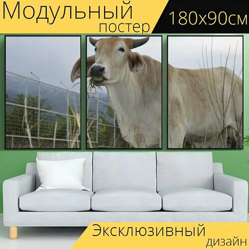 Модульный постер "Животное, торо, скот" 180 x 90 см. для интерьера
