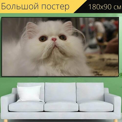 Большой постер "Кошки, кошачьи, персидская кошка" 180 x 90 см. для интерьера