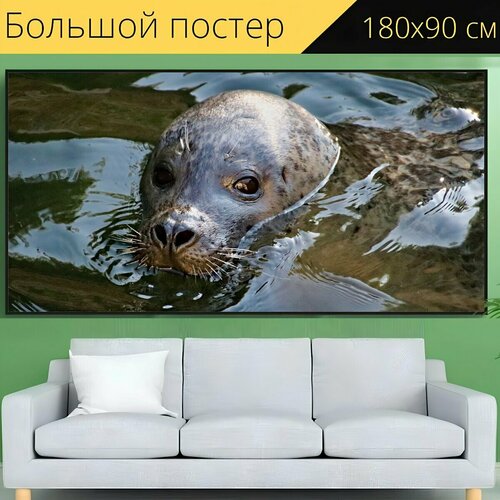 Большой постер "Тюлень, водный, зверь" 180 x 90 см. для интерьера