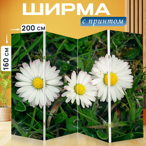 Ширма перегородка с принтом "Ромашки, цветы, белый" на холсте - 200x160 см. для зонирования, раскладная