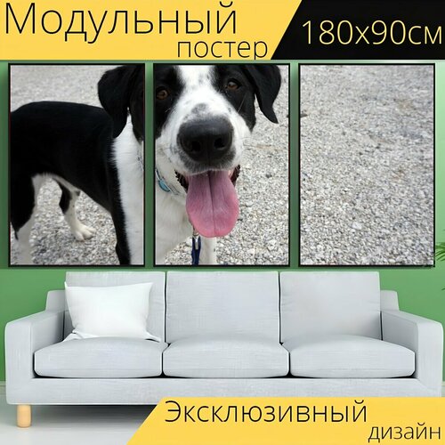 Модульный постер "Собака, счастливый, домашний питомец" 180 x 90 см. для интерьера