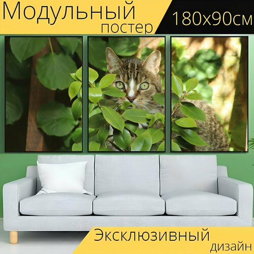Модульный постер "Похмелье, кот, кошачьи глаза" 180 x 90 см. для интерьера