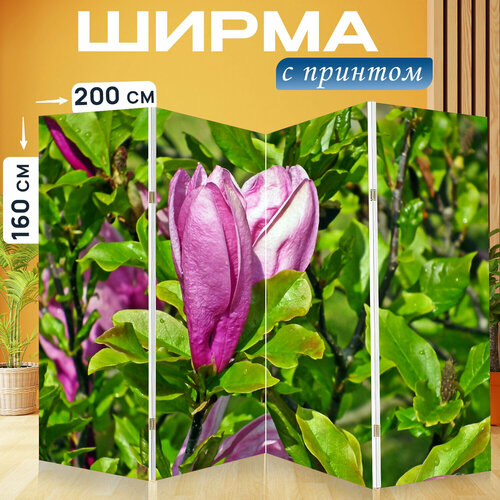Ширма перегородка с принтом "Магнолия, цветы, весна" на холсте - 200x160 см. для зонирования, раскладная