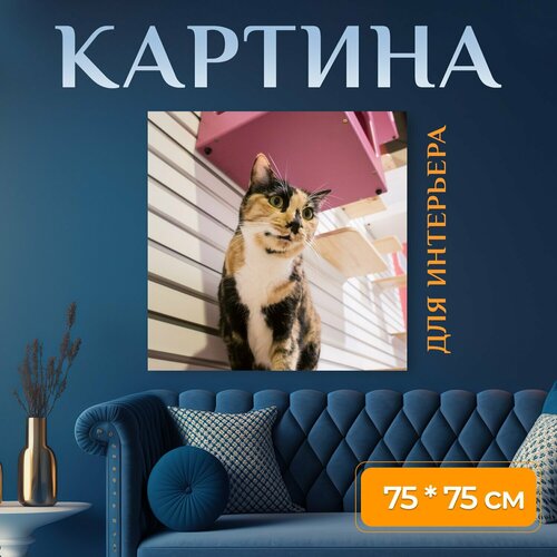 Картина на холсте "Кошка, кот номер, китти" на подрамнике 75х75 см. для интерьера
