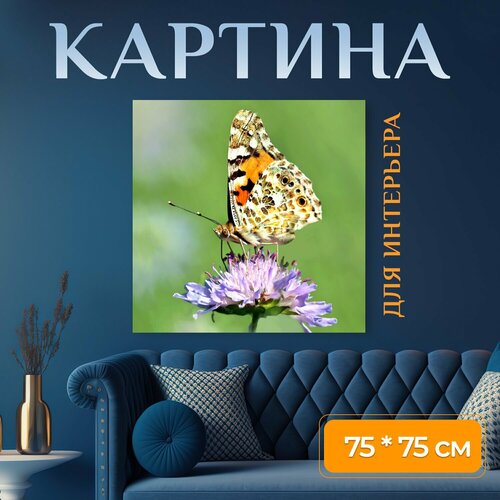 Картина на холсте "Ванесса кардуи, эдельфальтер, бабочка" на подрамнике 75х75 см. для интерьера