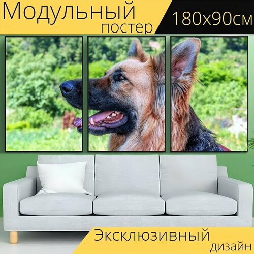 Модульный постер "Собака, собака волк, животное" 180 x 90 см. для интерьера