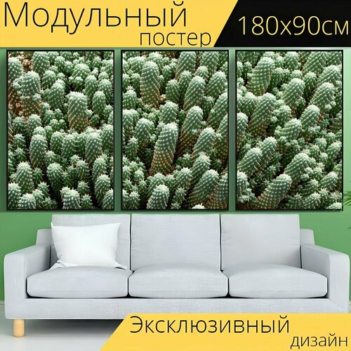 Модульный постер "Сад кактусов, кактус, кактусы" 180 x 90 см. для интерьера