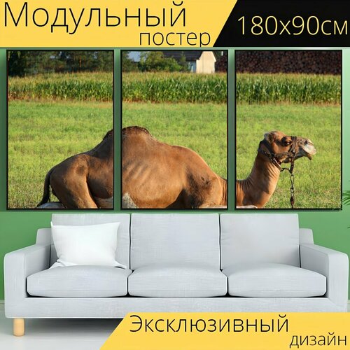 Модульный постер "Верблюд, луг, пастбище" 180 x 90 см. для интерьера