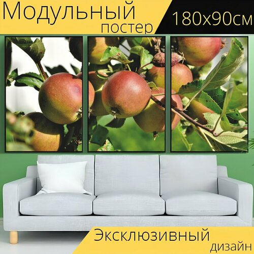 Модульный постер "Яблоня, яблоко, семечковые фрукты" 180 x 90 см. для интерьера