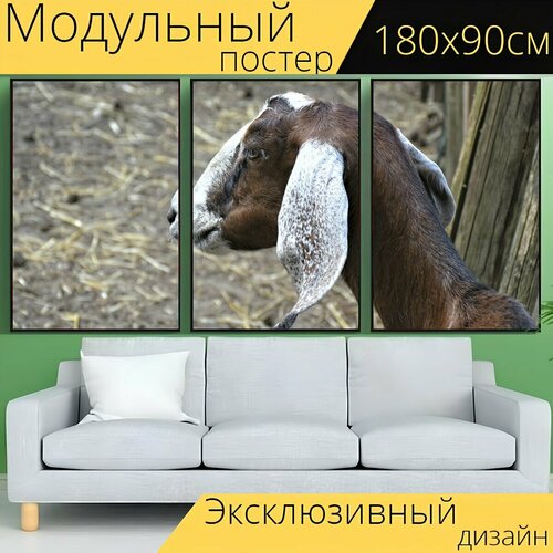 Модульный постер "Козел, бурской козы, сельскохозяйственное животное" 180 x 90 см. для интерьера