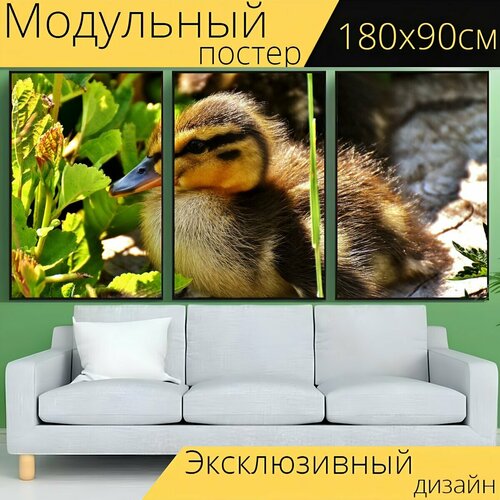 Модульный постер "Кряква, цыпленок, младенец" 180 x 90 см. для интерьера