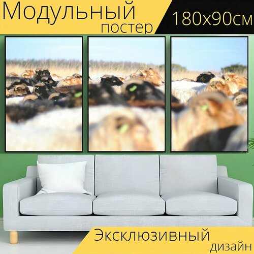 Модульный постер "Животное, животные, овец" 180 x 90 см. для интерьера