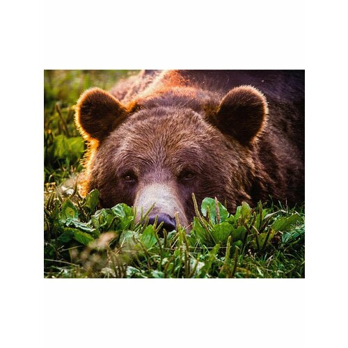 Картина готовая на холсте, 40x50, медведь, c подрамником