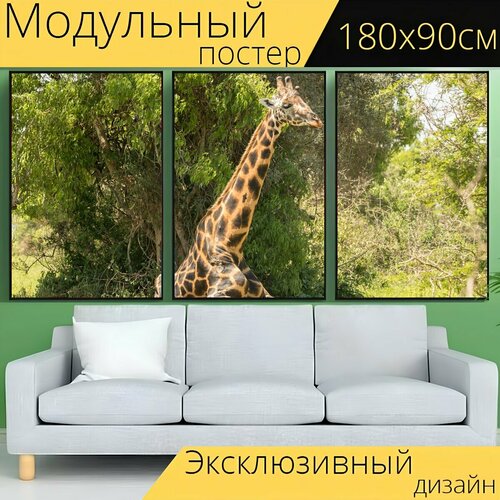 Модульный постер "Жирафа, сафари, животное" 180 x 90 см. для интерьера