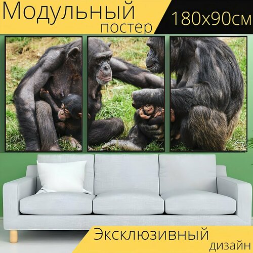 Модульный постер "Шимпанзе, обезьяны, большие обезьяны" 180 x 90 см. для интерьера