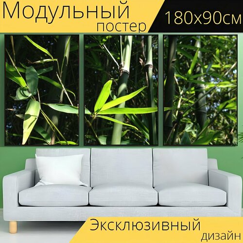Модульный постер "Бамбук, листья, завод" 180 x 90 см. для интерьера