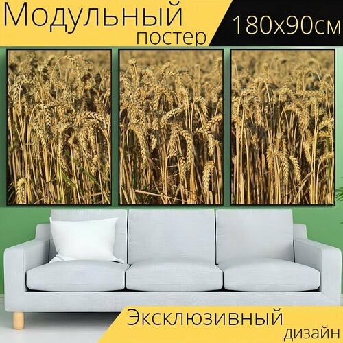 Модульный постер "Пшеница, пшеничное поле, природа" 180 x 90 см. для интерьера