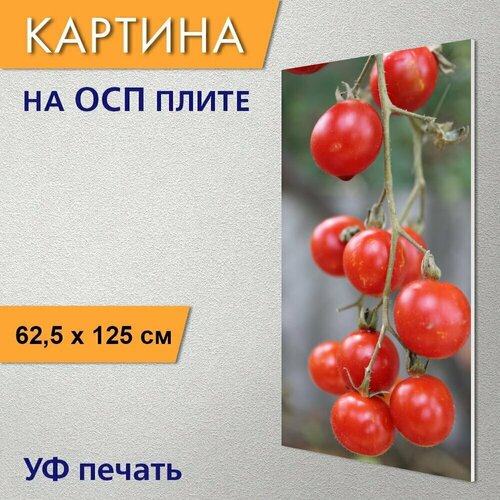 Вертикальная картина на ОСП "Помидоры, красный, еда" 62x125 см. для интерьериа