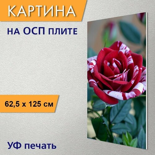 Вертикальная картина на ОСП "Роза, красный, цветок" 62x125 см. для интерьериа