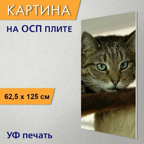 Вертикальная картина на ОСП "Кошачьи глаза, животное, домашнее животное" 62x125 см. для интерьериа