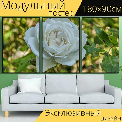 Модульный постер "Роза, белый, лепестки" 180 x 90 см. для интерьера