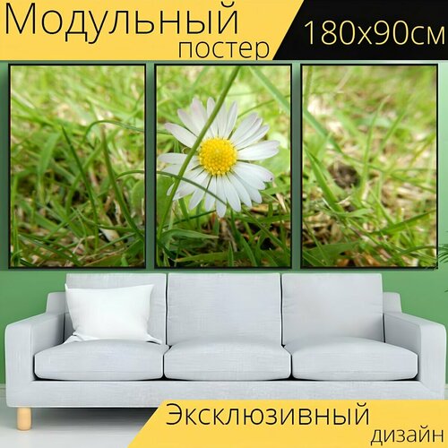 Модульный постер "Маргаритка, трава, цветок" 180 x 90 см. для интерьера