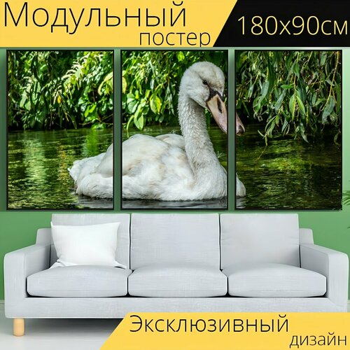 Модульный постер "Лебедь, птица, белый" 180 x 90 см. для интерьера
