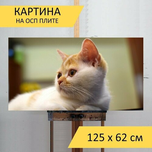Картина на ОСП 125х62 см. "Кошка, кошачий, усы" горизонтальная, для интерьера, с креплениями