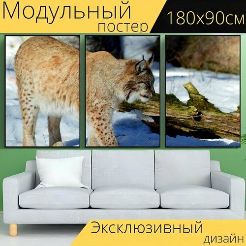 Модульный постер "Рысь, животные, кот" 180 x 90 см. для интерьера