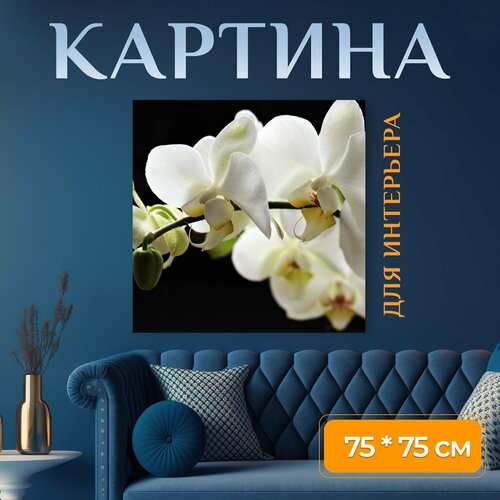 Картина на холсте "Орхидеи, расцветает, цветок" на подрамнике 75х75 см. для интерьера