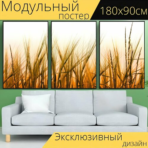 Модульный постер "Пшеница, зерно, поле" 180 x 90 см. для интерьера