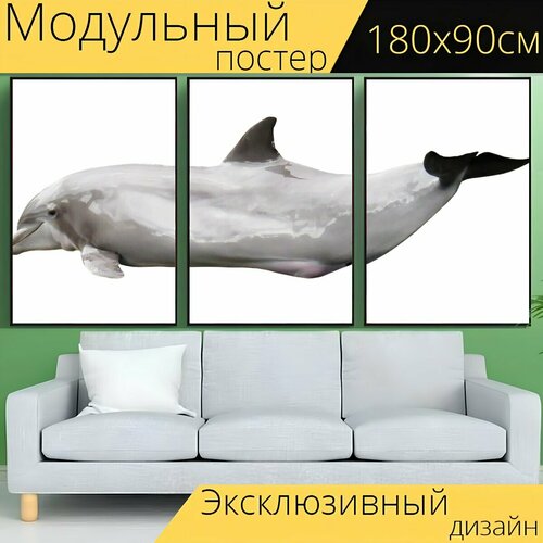 Модульный постер "Дельфин, изолированный, морские млекопитающие" 180 x 90 см. для интерьера