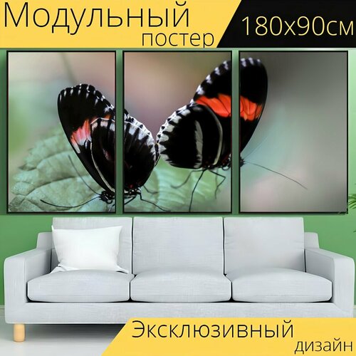 Модульный постер "Бабочка, бабочка тропический, насекомое" 180 x 90 см. для интерьера