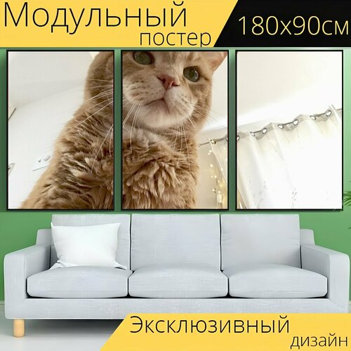 Модульный постер "Кошка, сердитый, лицо" 180 x 90 см. для интерьера