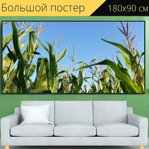 Большой постер "Кукурузное поле, монокультура, пейзаж" 180 x 90 см. для интерьера