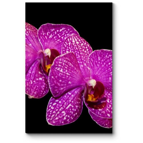 Модульная картина Тропическая орхидея 20x30