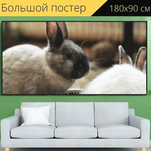 Большой постер "Карликовый кролик, цвет карлика, домашнее животное" 180 x 90 см. для интерьера