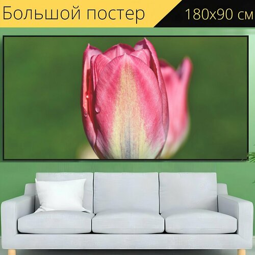Большой постер "Тюльпан, цветок тюльпана, поле тюльпанов" 180 x 90 см. для интерьера