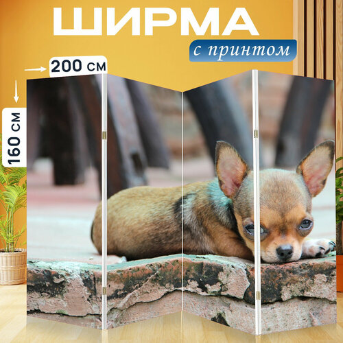 Ширма перегородка с принтом "Чихуахуа, собака, домашний питомец" на холсте - 200x160 см. для зонирования, раскладная