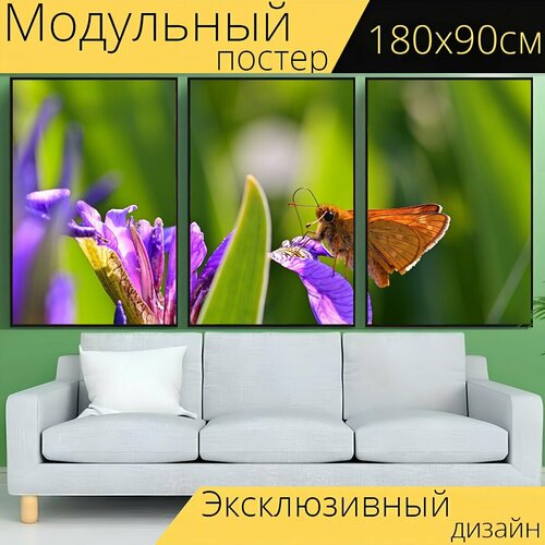 Модульный постер "Бабочка, толстая головка мотылек, бабочки" 180 x 90 см. для интерьера