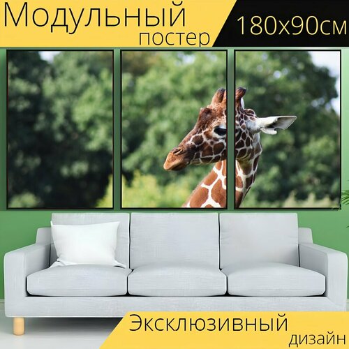 Модульный постер "Жирафа, африка, африканец" 180 x 90 см. для интерьера