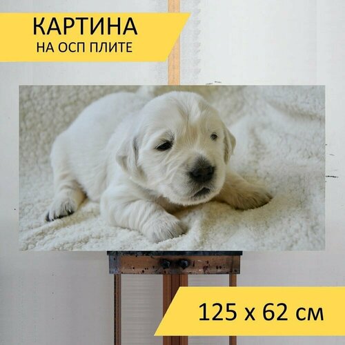 Картина на ОСП 125х62 см. "Золотой ретривер щенок, молодая собака, щенок три недели" горизонтальная, для интерьера, с креплениями