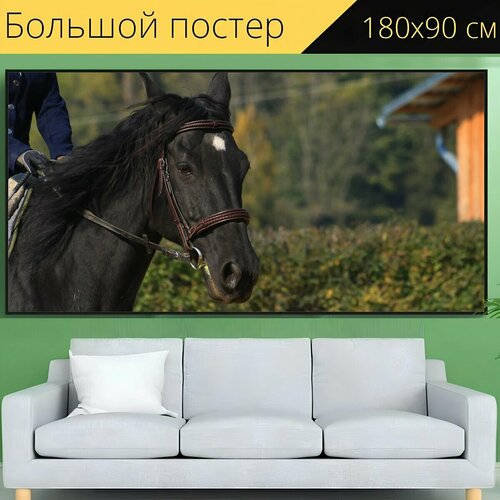 Большой постер "Черный конь, животное, всадник" 180 x 90 см. для интерьера